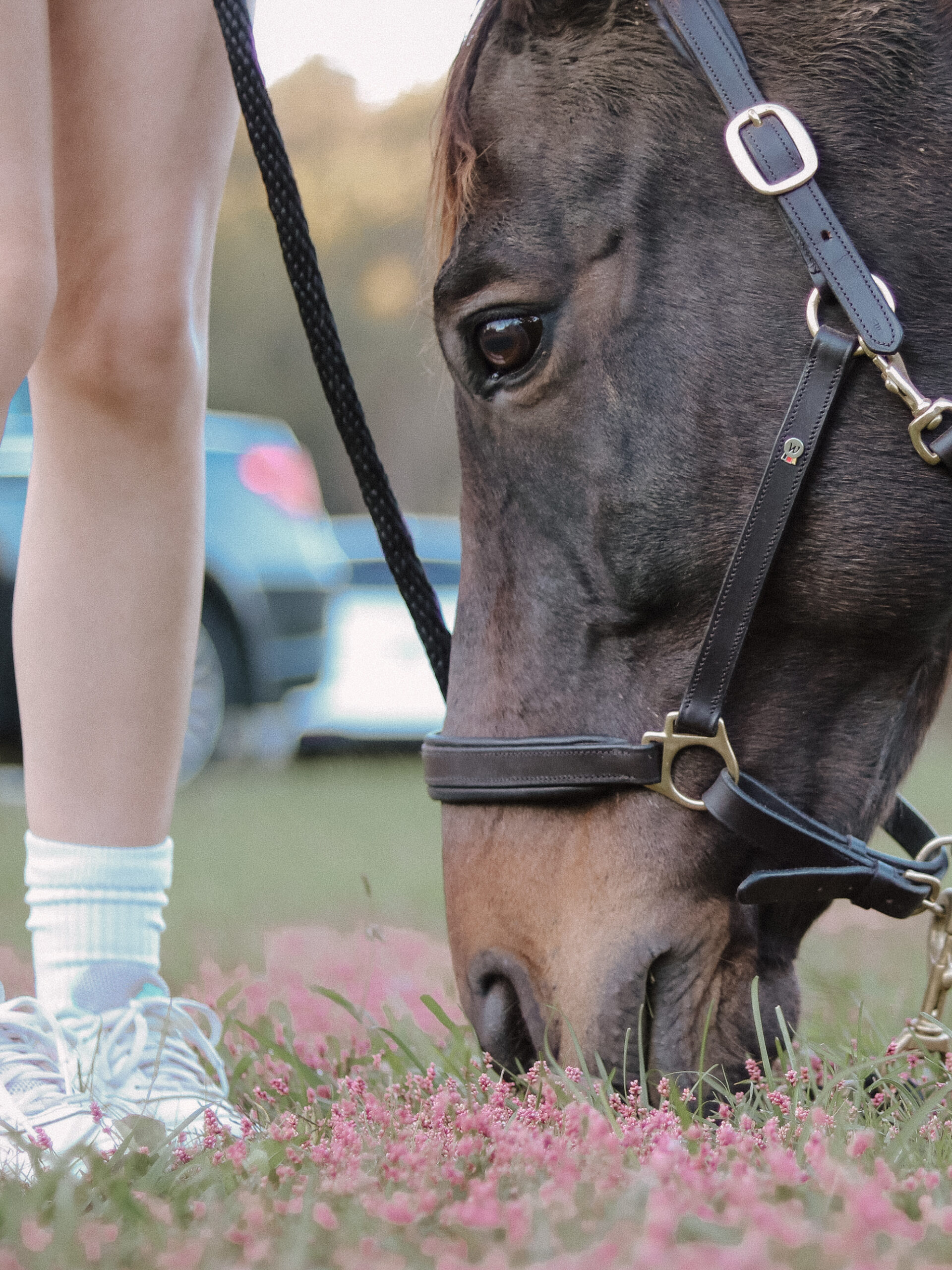Everything you Need for your First Horse: The Ultimate Guide! - The ...