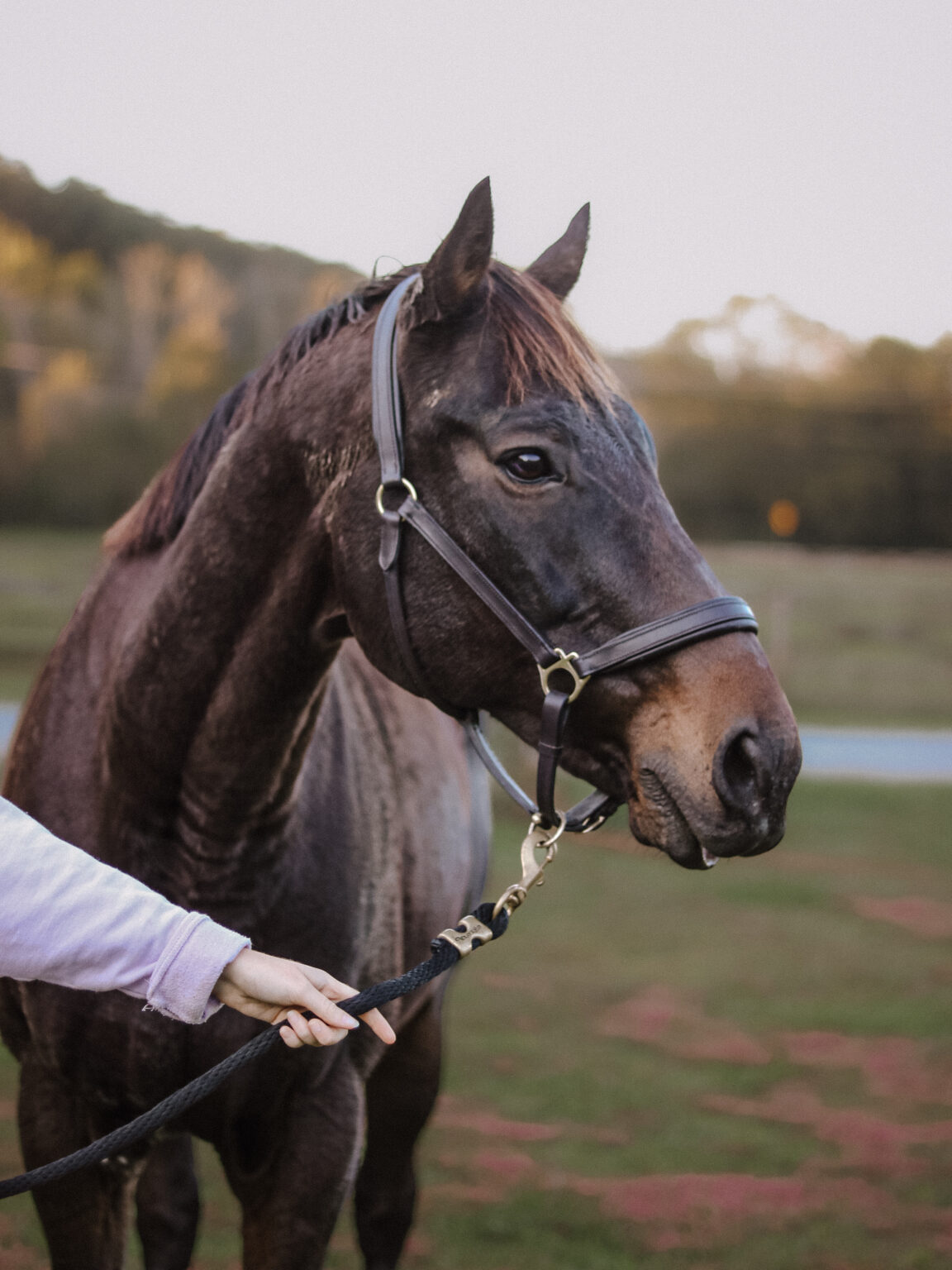 Everything you Need for your First Horse: The Ultimate Guide! - The ...