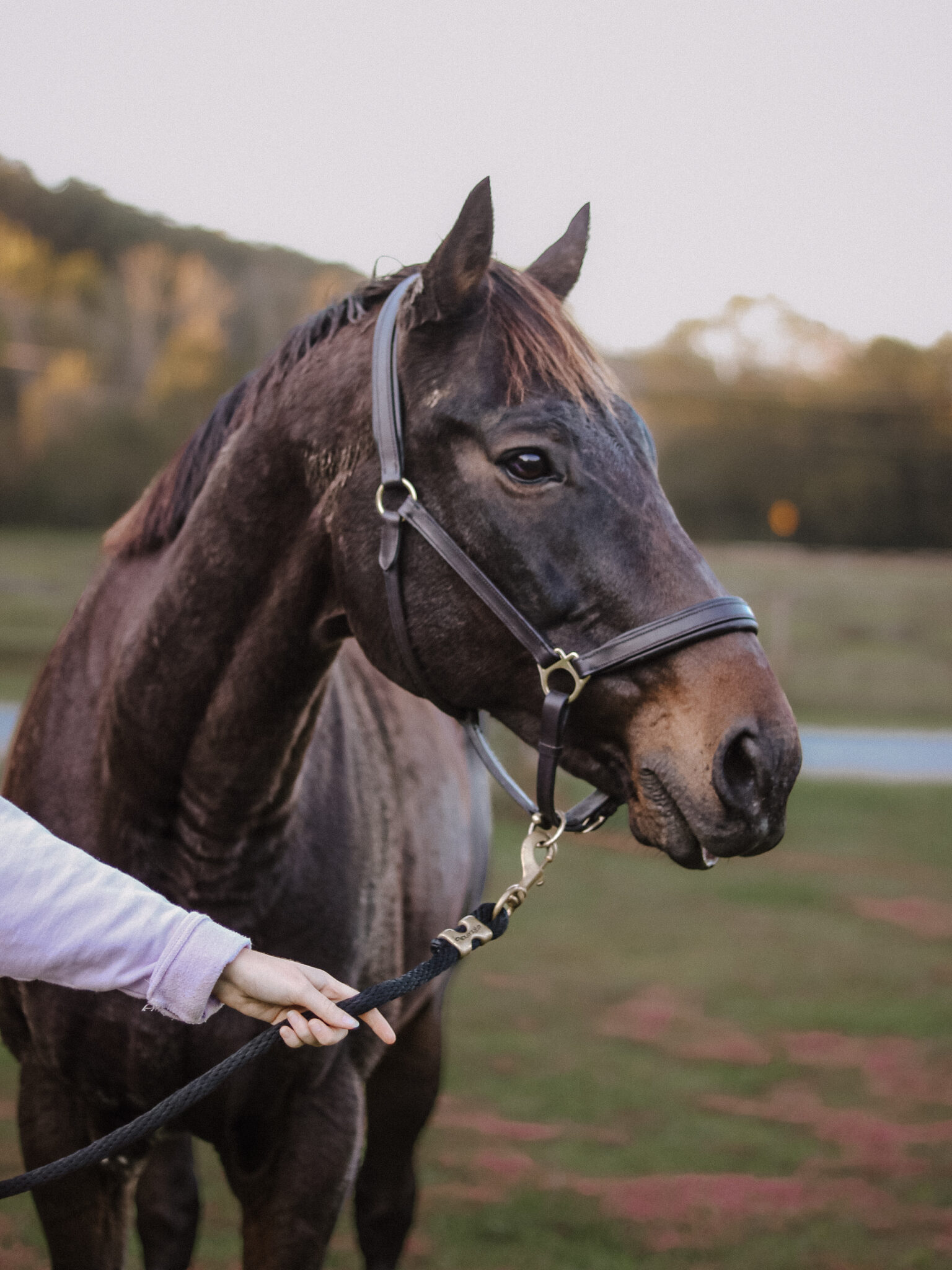 Everything you Need for your First Horse: The Ultimate Guide! - The ...